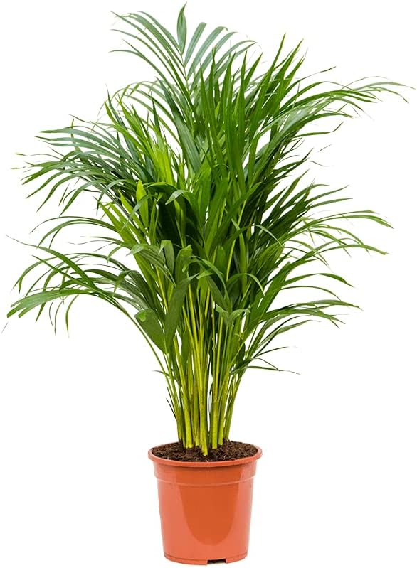 top air Purifying Plant - Areca Palm - Dypsis lutescens - Indoor Potted ...