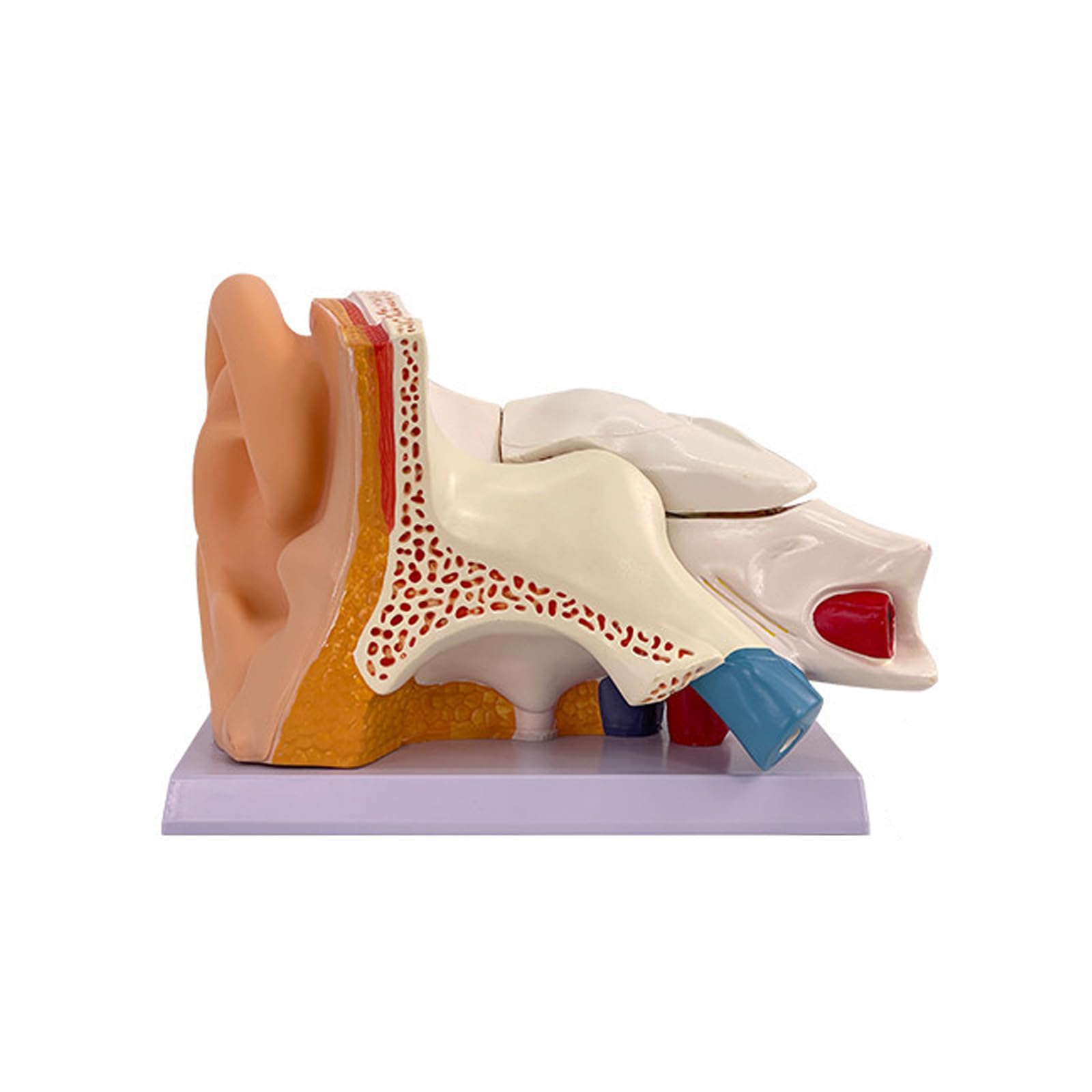 Amazon.com: Human Ear Anatomy Model - 5 Times Enlarged Human Ear Model ...