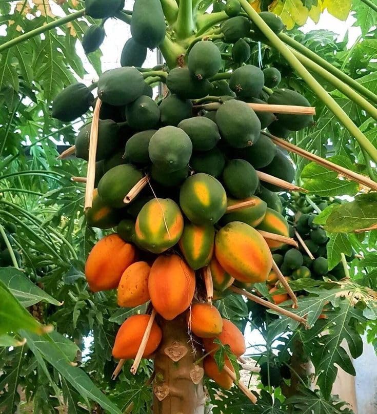 Dwarf papaya plant seeds pack of 1120 : Amazon.in: Garden & Outdoors