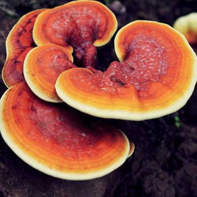 Amazon.com: Red Reishi Mushroom Grain Spawn - 1 lb. Ready to Use - Grow ...