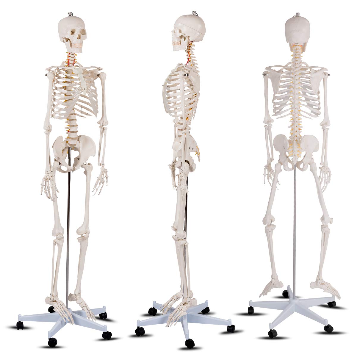 Giantex 70.8" Life Size Skeleton Model, with Roller Stand, 2 Casters ...
