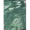 Amazon.com : Dwarf Mondo Grass - 54 Live Plants - Shade Loving ...