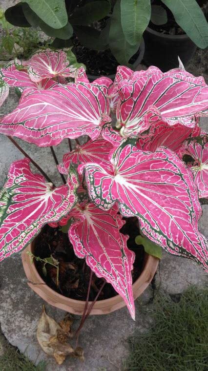 Oakwood Farms imported Caladium Flowers Bulbs Caladium Peppermint Leafy ...