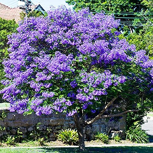 Neel Mohar, Jacaranda Mimosifolia, blue jacaranda, black poui & fern ...