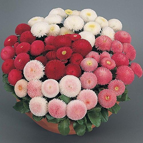 Kraft Seeds Fresh Garden Flower Seeds (15 Packets, Mix Approx 1000 ...