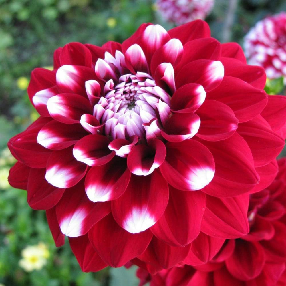 Amazon.com : Rare Dahlia Opera Red and White 100+ Fresh Seeds : Patio ...