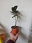 go4plants Rubber Tree Ficus elastica plant with pot : Amazon.in: Garden & Outdoors