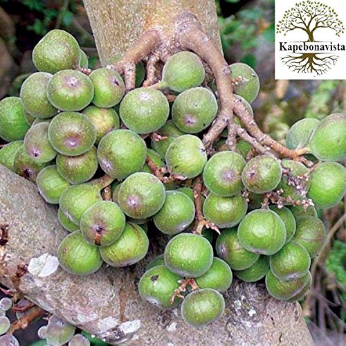 Kapebonavista® Goolar Udumbara Cluster fig Heibong Paidi Umber Atti ...