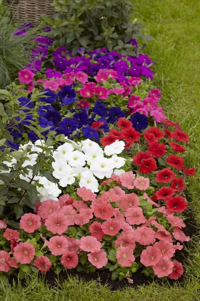 Amazon.com : FUN AND GROW SEEDS: Seeds Petunia Supercascade Mix Ampel ...