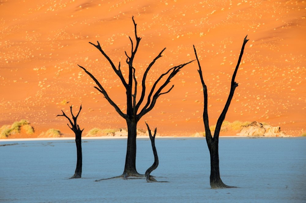 Namib Desert Trees Plants In Namibia, Safari2Go