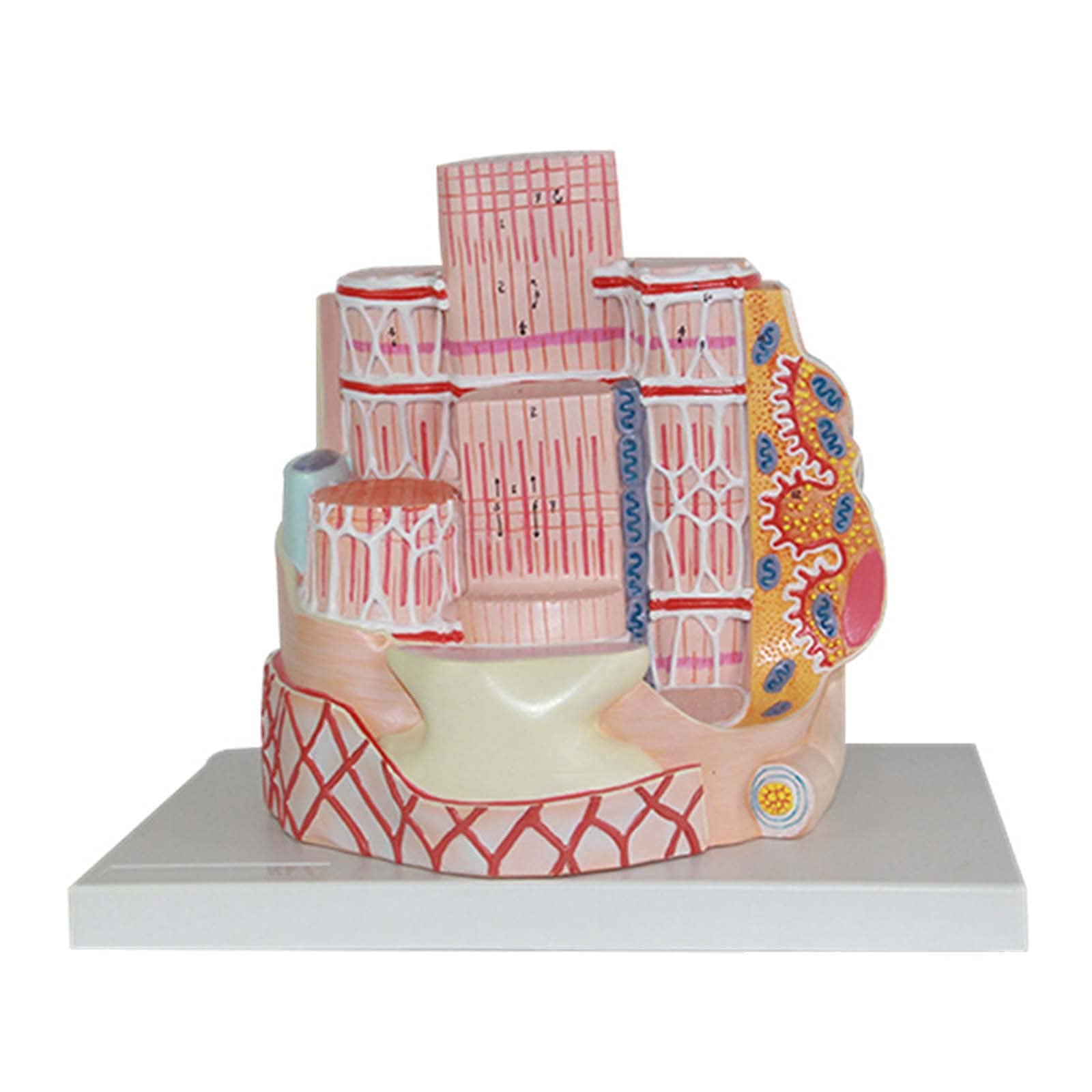 Buy Anatomical Model Skeletal Muscle Model Skeletal Muscle Fiber ...