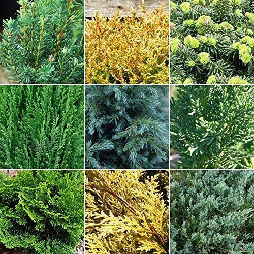 6 x Immergrüner Nadelbaum Pflanzenmix - Winterharte Gartensträucher ...