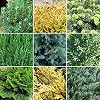 6 x Immergrüner Nadelbaum Pflanzenmix - Winterharte Gartensträucher ...