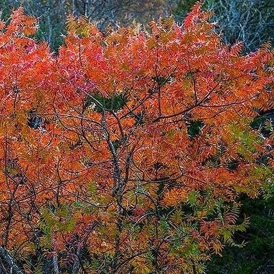 Semi Flameleaf Sumac Tree (Schmaltzia copallinum) 40 + Semi : Amazon.co ...