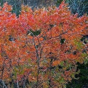 Semi Flameleaf Sumac Tree (Schmaltzia copallinum) 40 + Semi : Amazon.co ...