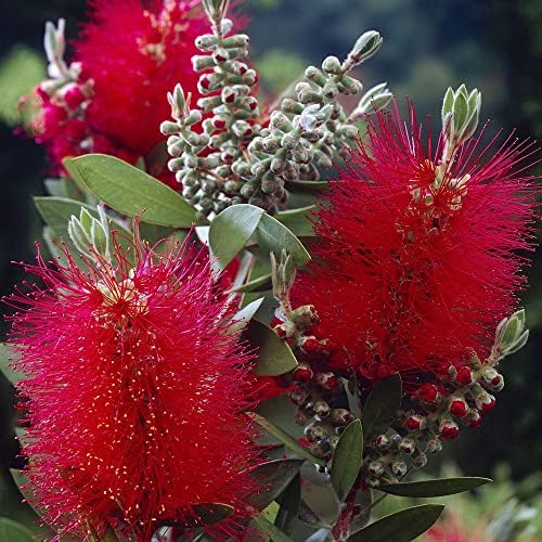 Callistemon x hybrida Red Rocket - Crimson Bottlebrush - Plant in 9 cm ...