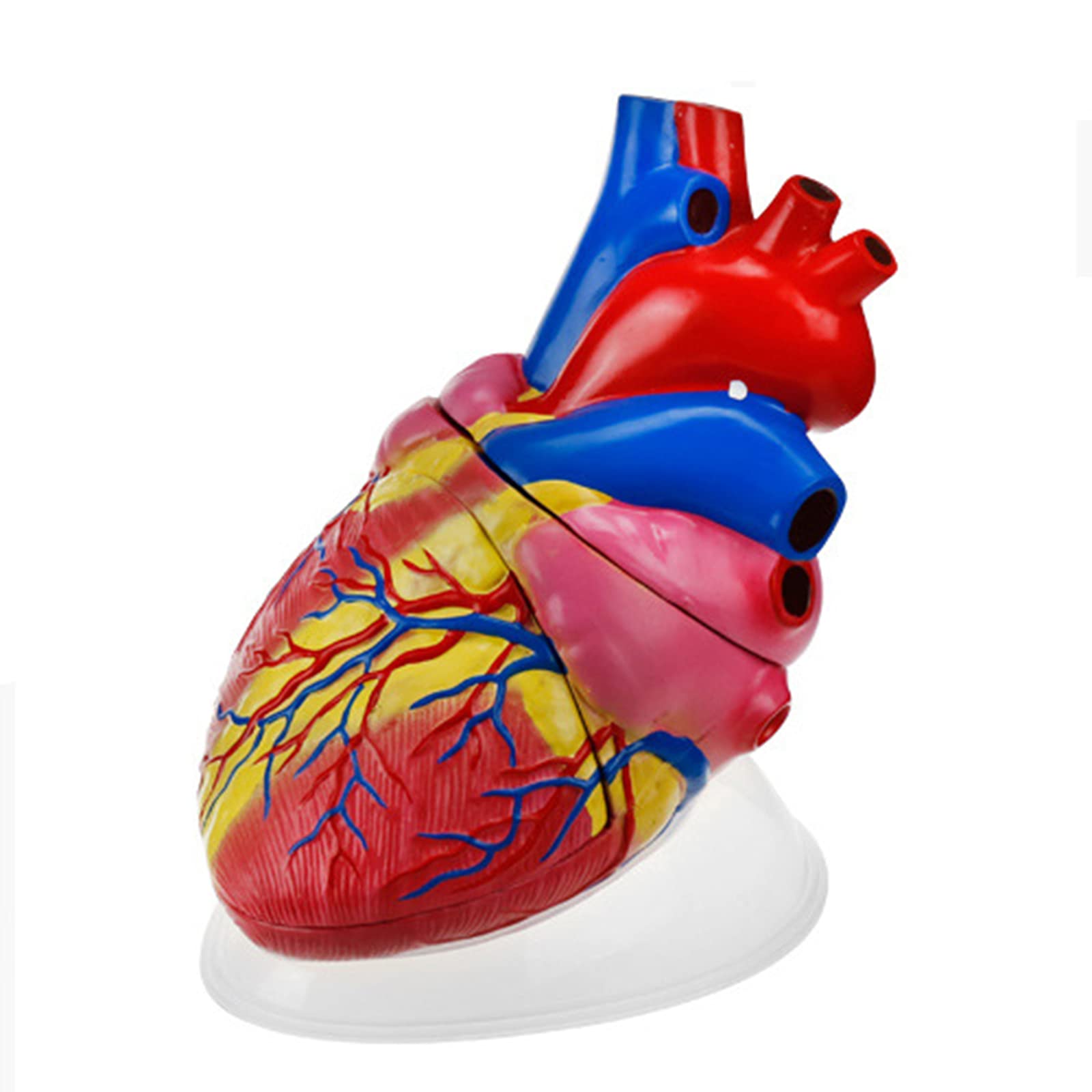 Buy Large Human Heart Model, 1:5 Human Heart Model, Teaching Simulation ...