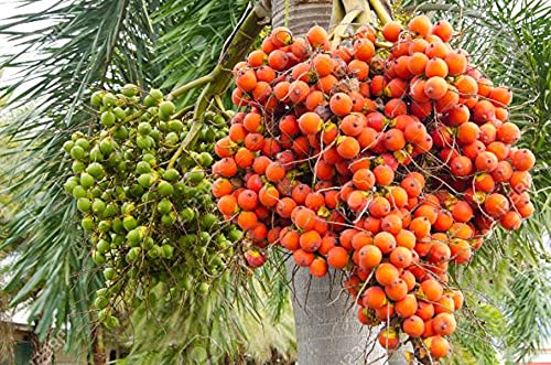 G.M.J.K ENTERPRISE hybrid Arecanut Areca Palm Betel Nut Palm plant ...