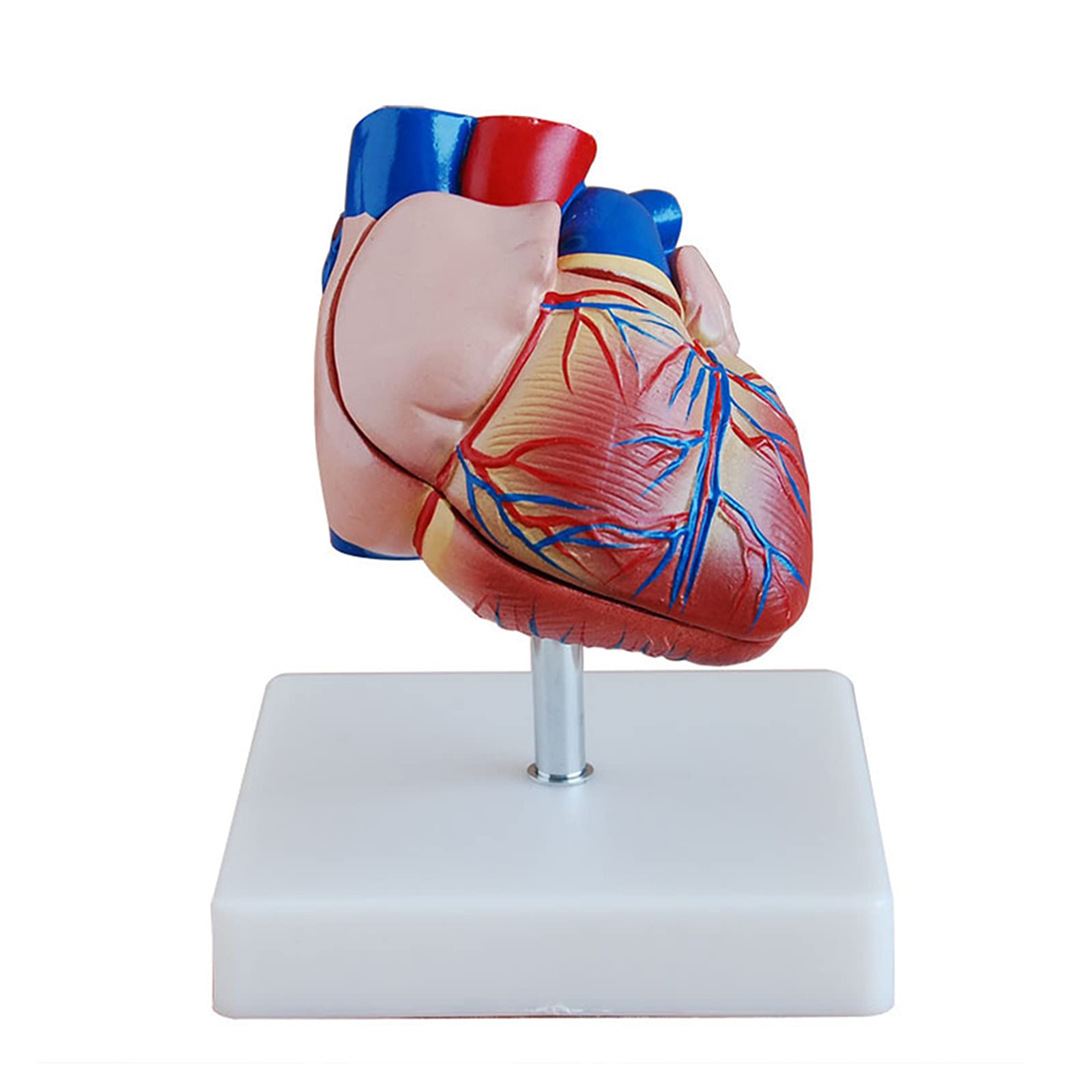 Buy Human Heart Model, 2 Parts Anatomical Teaching Models, 3D Model ...