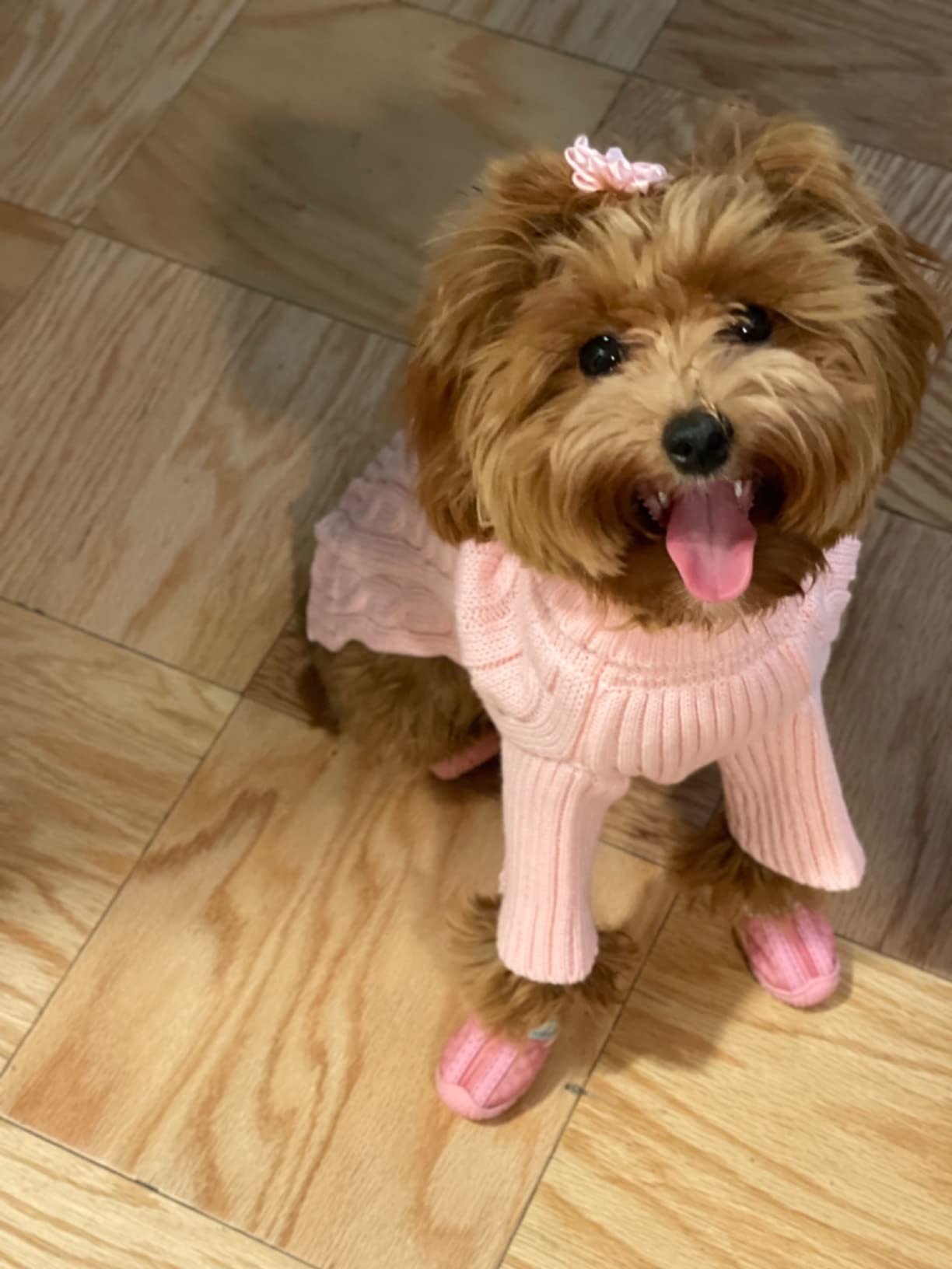 $3/mo - Finance Stinky G Turtleneck Dog Sweater | Buy Now, Pay Later