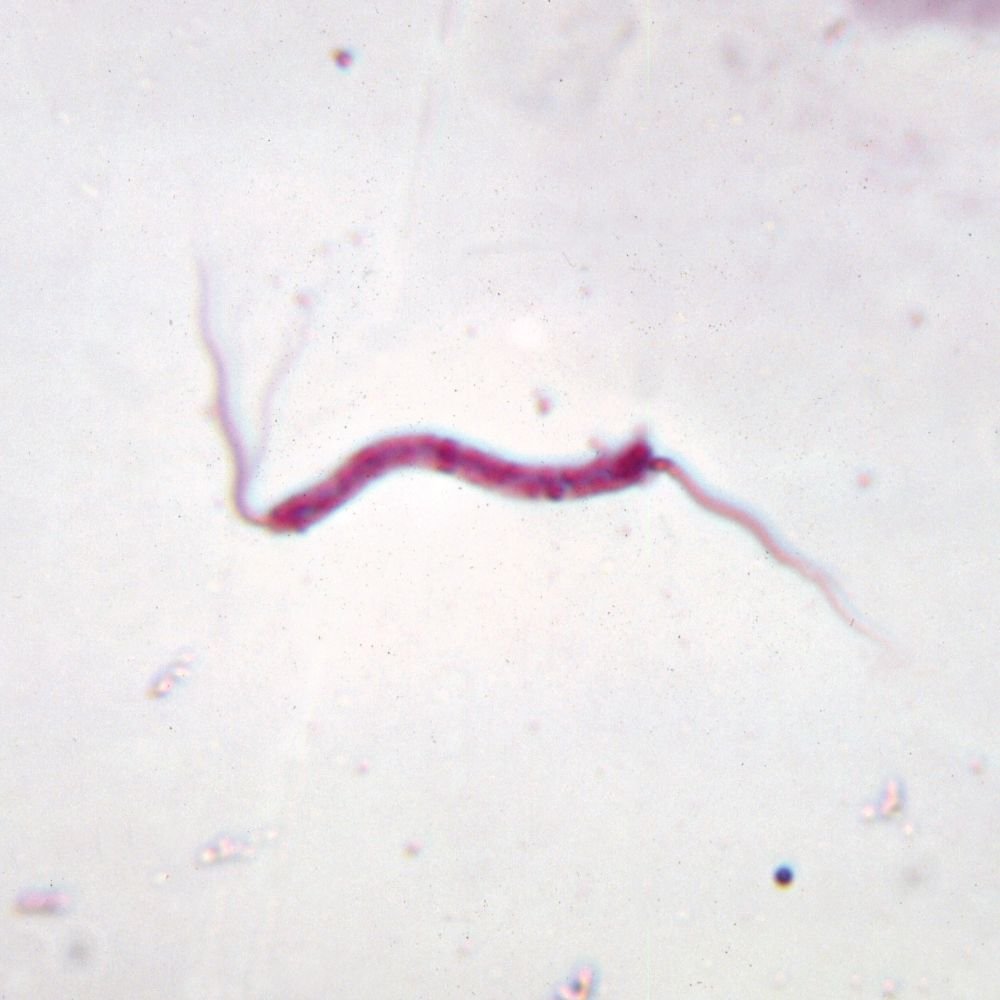 Bacterial Flagella Microscope