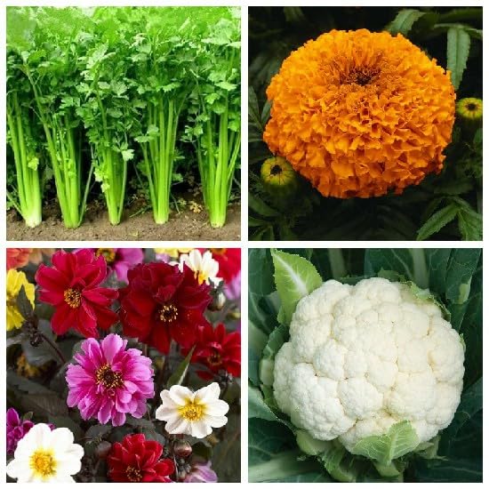 SimXotic Seeds Combo of Coriander Dhaniya, Marigold Orange Flowers ...