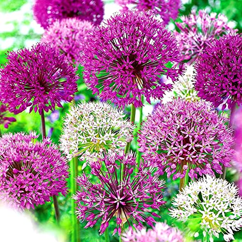 Bulbi Allium → Classifica dei Più Venduti Online 2023