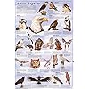 Amazon.com: (24x36) Avian Raptors Birds Of Prey Educational Science ...