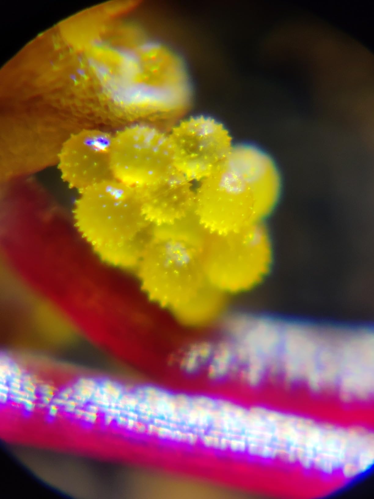 Carson MicroBrite Pro 60x-120x LED Lighted Pocket Microscope with ...