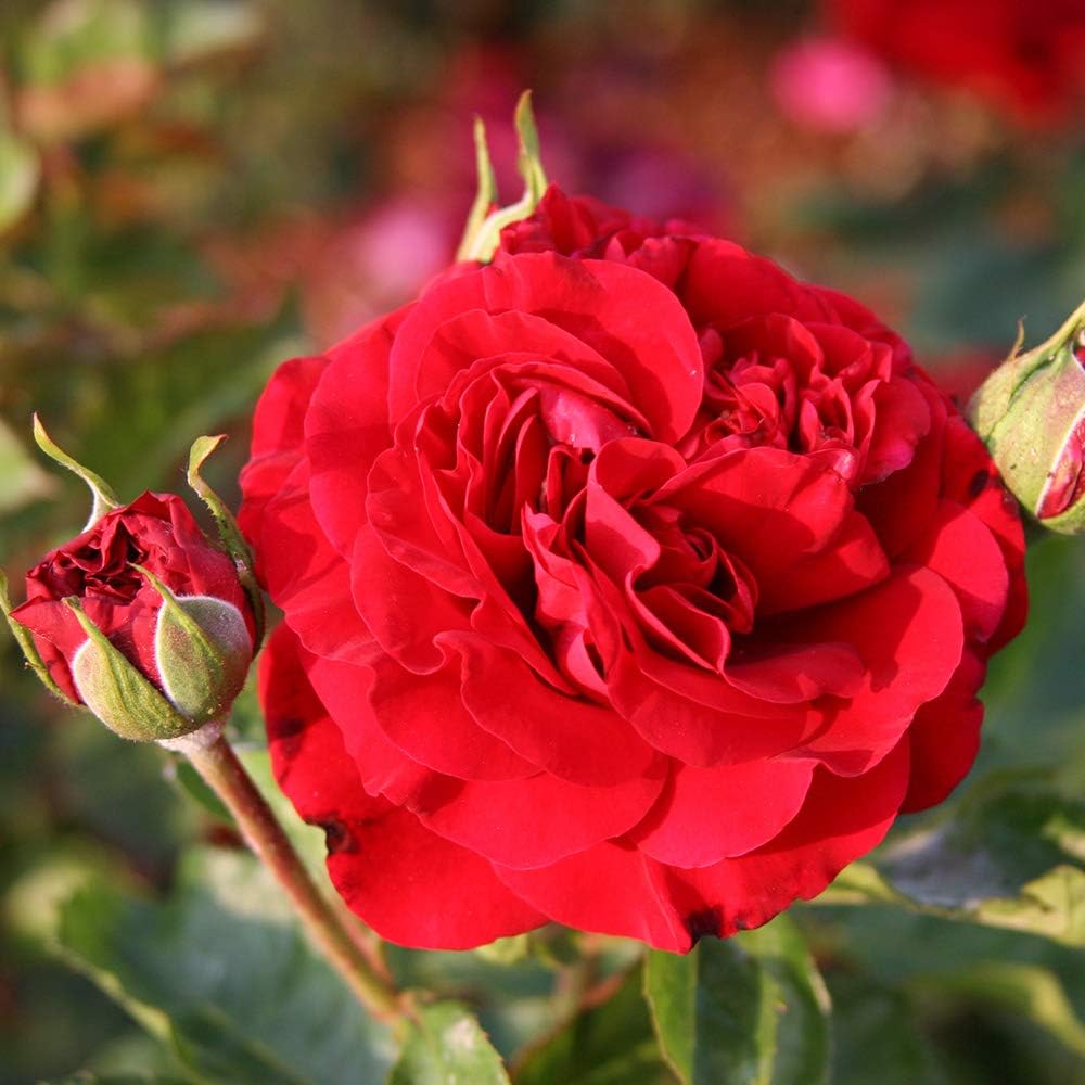Amazon.com : Heirloom Roses Red Rose Bush - Braveheart™ Live Own Root ...