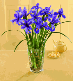 Amazon.com : Blooming Iris Bouquet : Fresh Cut Format Iris Flowers ...