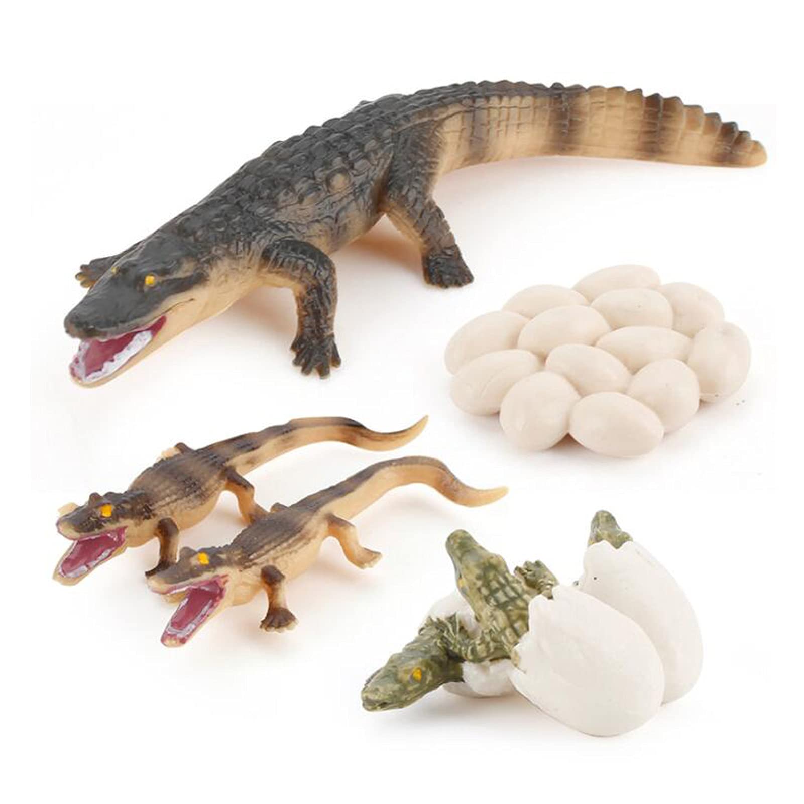 Buy BHLB Animal Growth Cycle Biological Model, Animal & Growth Stage ...