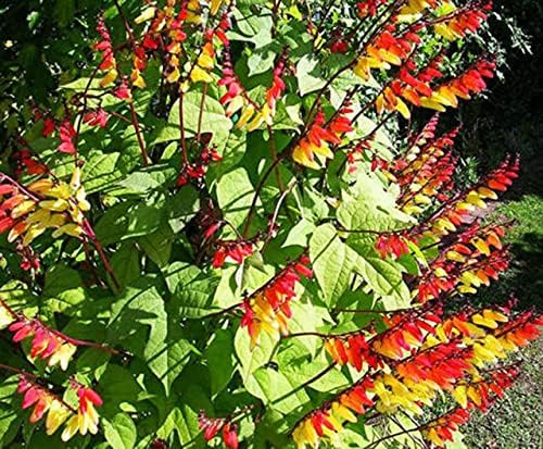 TRTO Mina Lobata - Spanish Flag - 45 Seeds - Climbing Flower ...