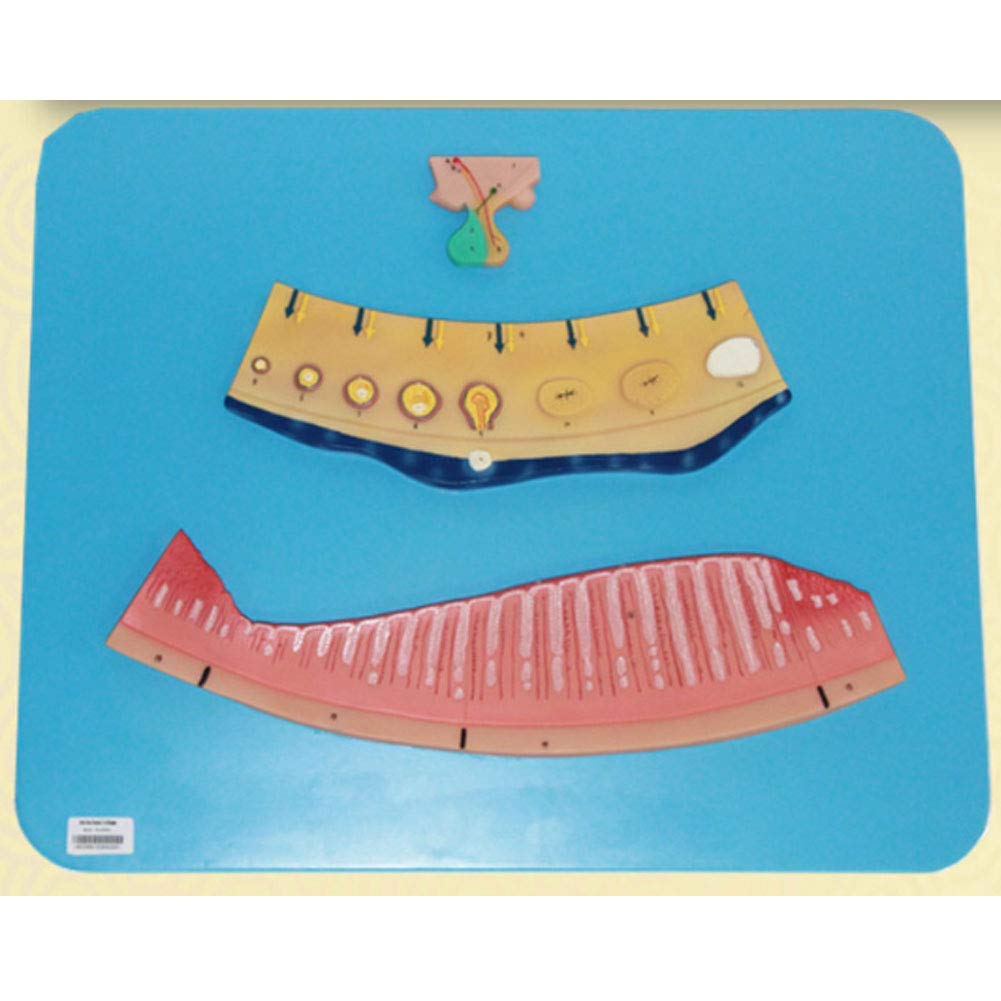 Buy SGSHQQ Human Anatomical Model Female Menstrual Cycle Modelmenstrual ...