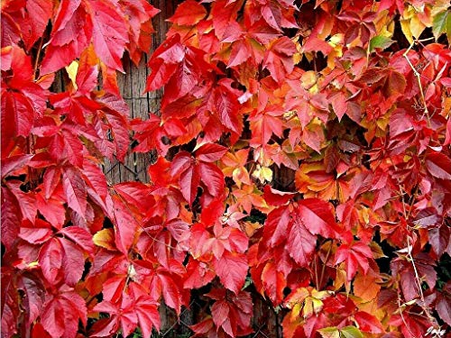 Vite canadese”Parthenocissus ampelopsis quinquefolia” 1 pianta in vaso ...