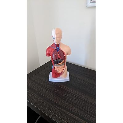 11-inch Male Human Torso Body Anatomy Model Nepal | Ubuy