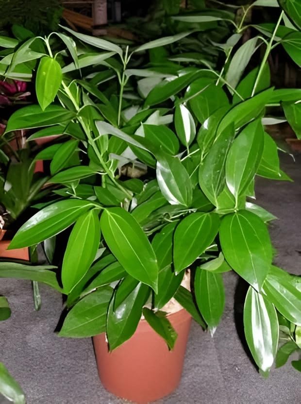 Tej Patta Plant Height 1-2 FT, Tej Patta, Tamalpatra, Indian Spice Bay ...
