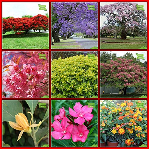 Creative Farmer Fruit Seeds Combo Combo Tree Seeds : Blue Jacaranda ...