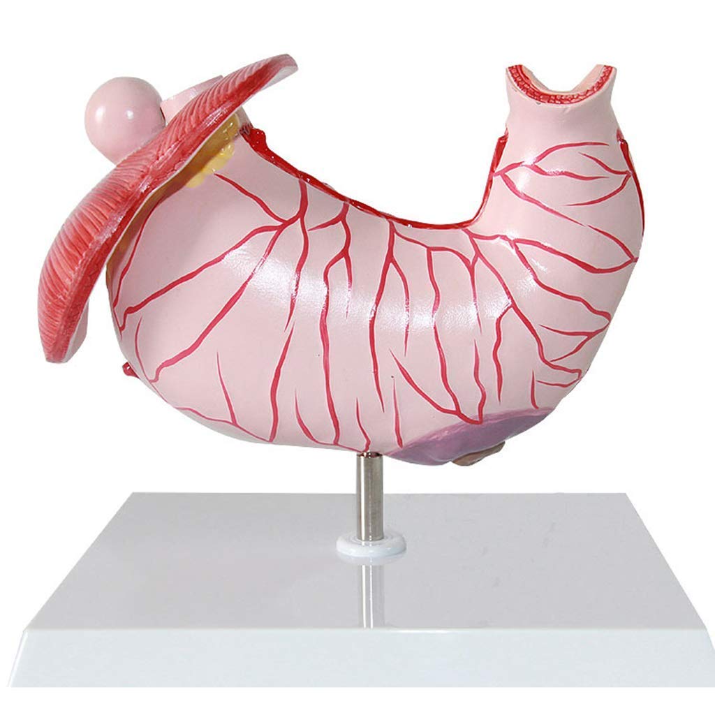 Nbvcx Home Accessories Educational Model Stomach Anatomical Model ...