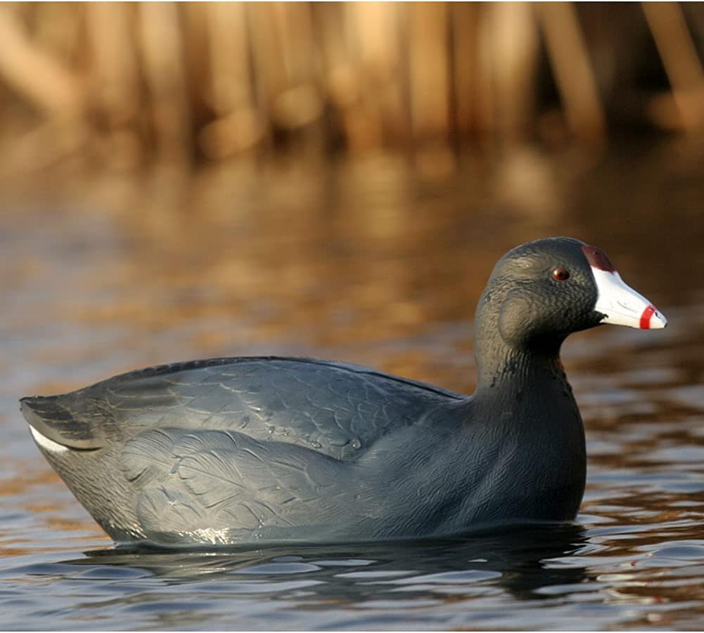 Amazon.com : Over-Size Coots (1/2 Dozen) : Hunting Decoys : Sports ...