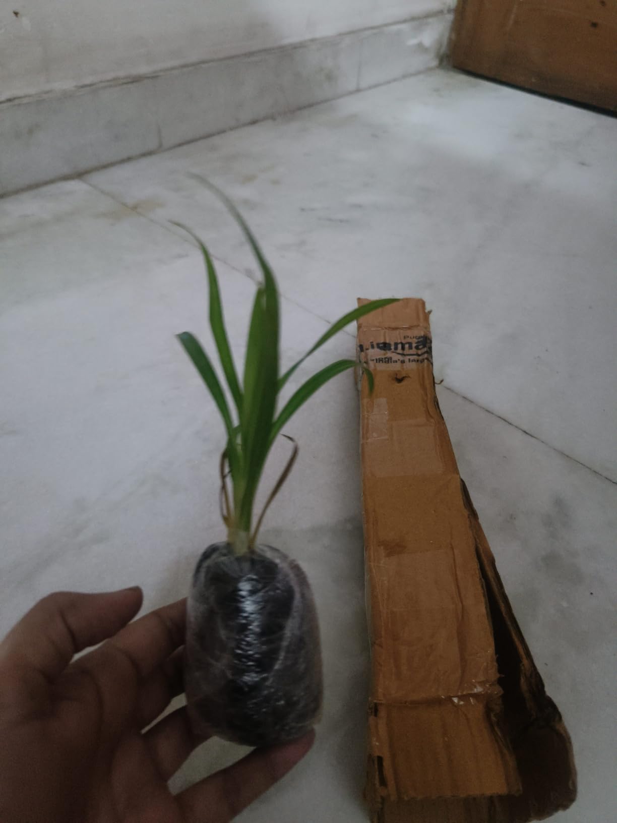 Biryani leaf live plant | Rambha live plant | Basmati Leaf Plant ...