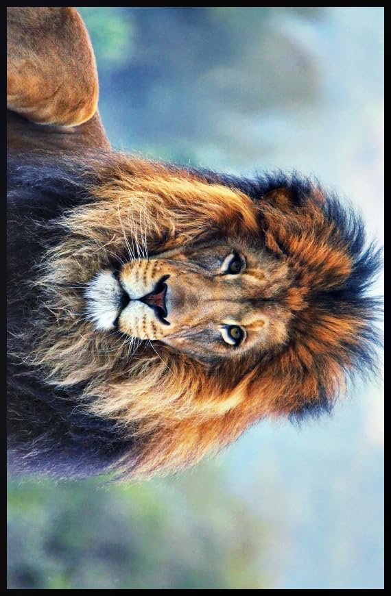 Animals Poster 'Lion Lion - Infographic Element' Paper Poster Printed ...