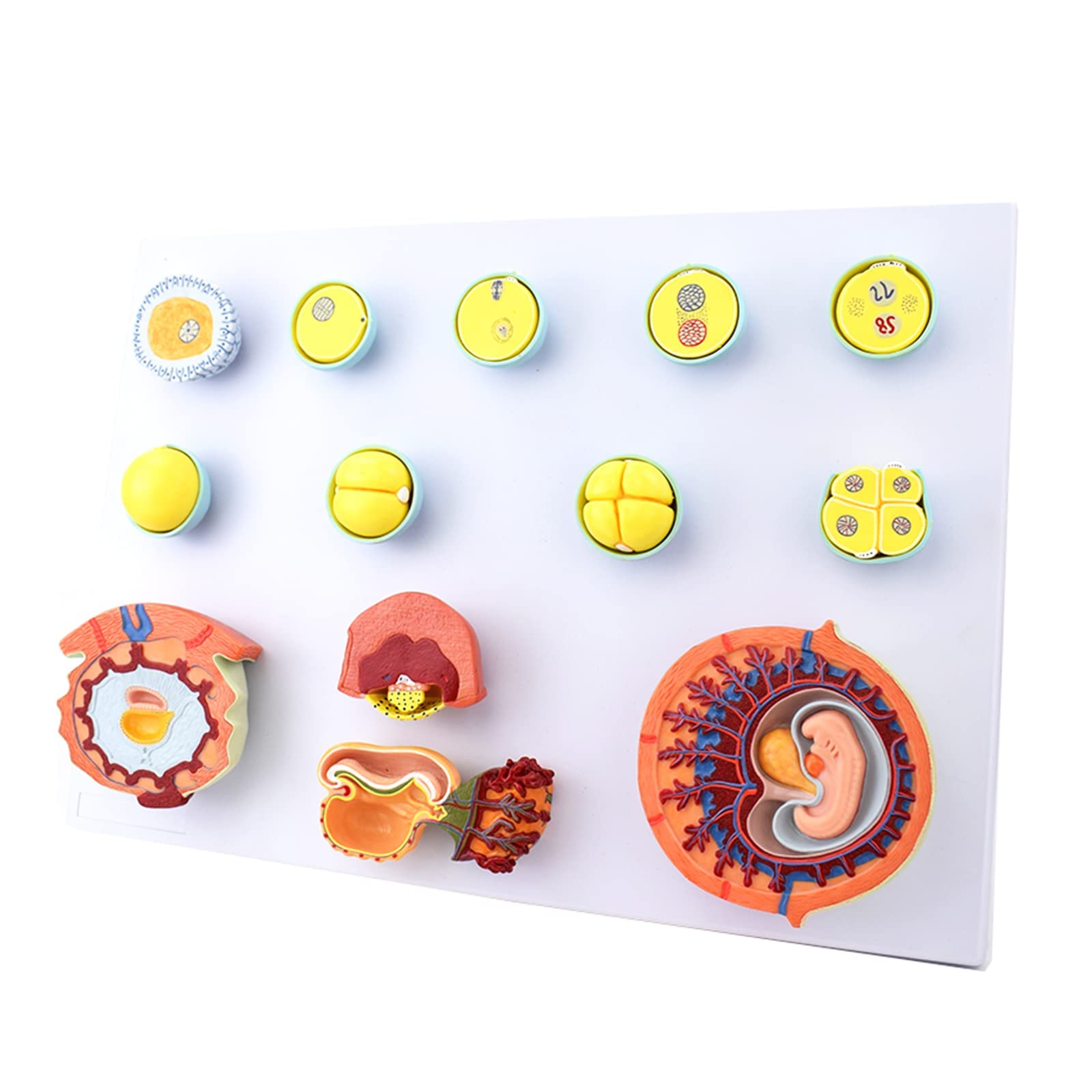 Buy Tissue Embryo Teaching Model - Fertilization and Early Embryo ...