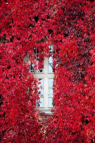 Vite canadese”Parthenocissus ampelopsis quinquefolia” 1 pianta in vaso ...