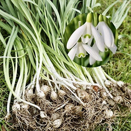 Woodland Bulbs® 50 x Single Snowdrops Bulbs - Galanthus Nivails ...