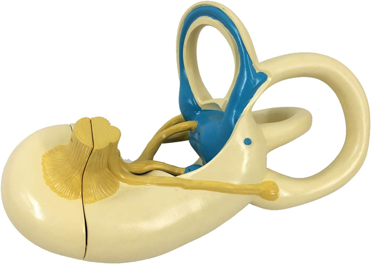 Modelo de laberinto del oído interno - Modelo educativo Modelo de oído ...