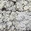 GJS Islandmoos Muschio da 1 kg / 500 g / 200 g, diversi colori, vero ...
