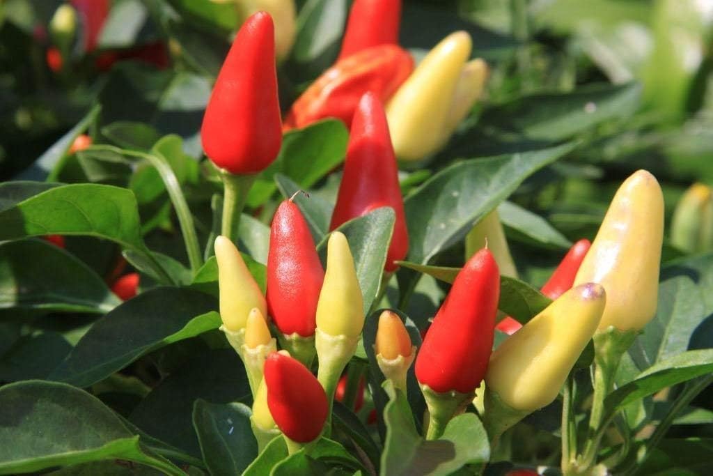 Amazon.com : PRAIRIE FIRE,AKA Edible Ornamental Pepper(40 Seeds) Indoor ...