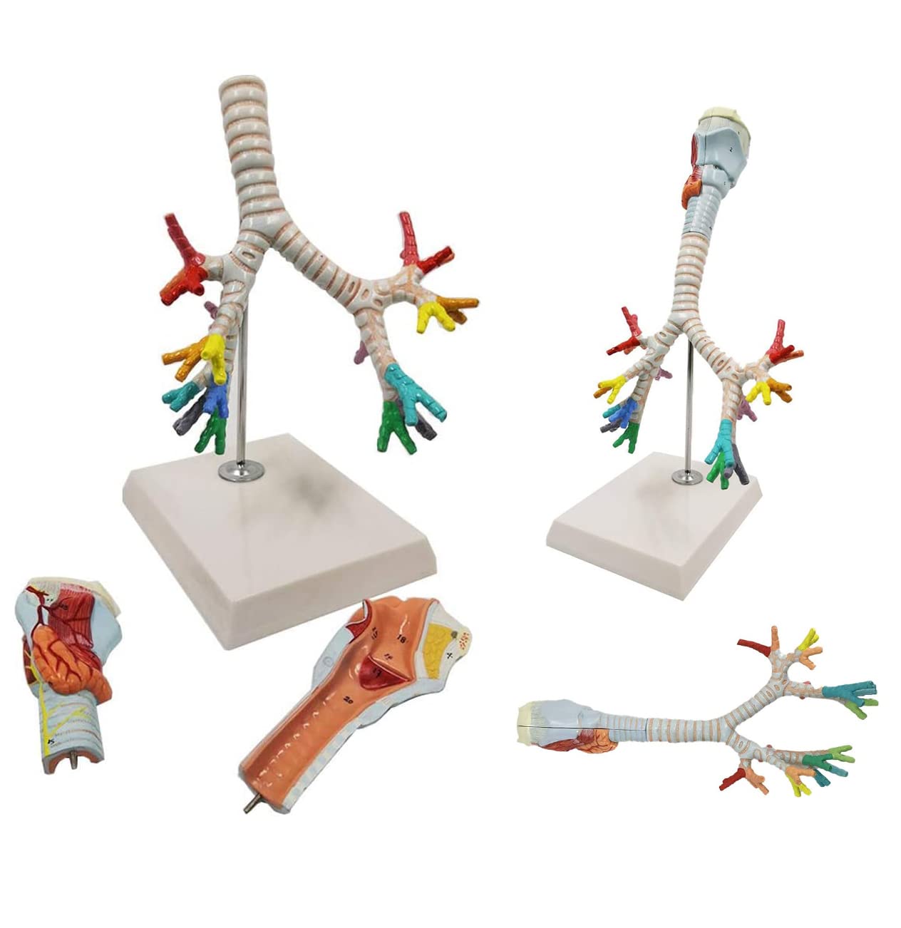 Buy Pathological Human Larynx And Trachea Bronchial Tree Model Human ...