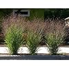 Amazon.com : 1000 Switchgrass Switch Grass Seeds ‘Cave in Rock’ Panicum ...